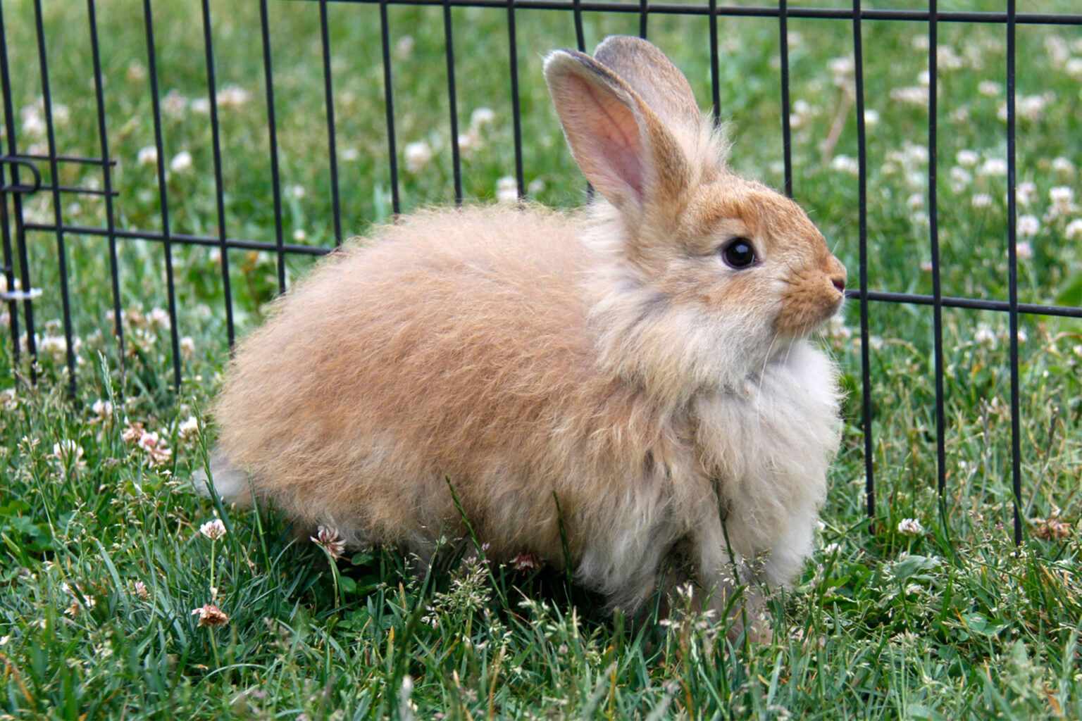ZICORBA – Zimbabwe Commercial Rabbit Breeders Association